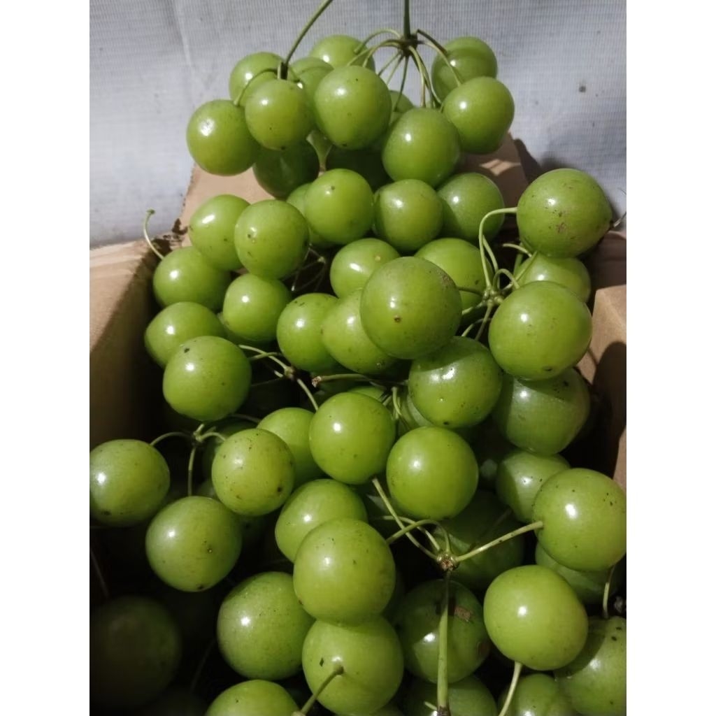 Jual Anggur 1 Kg Terlengkap & Harga Terbaru Juni 2026 | Shopee Indonesia