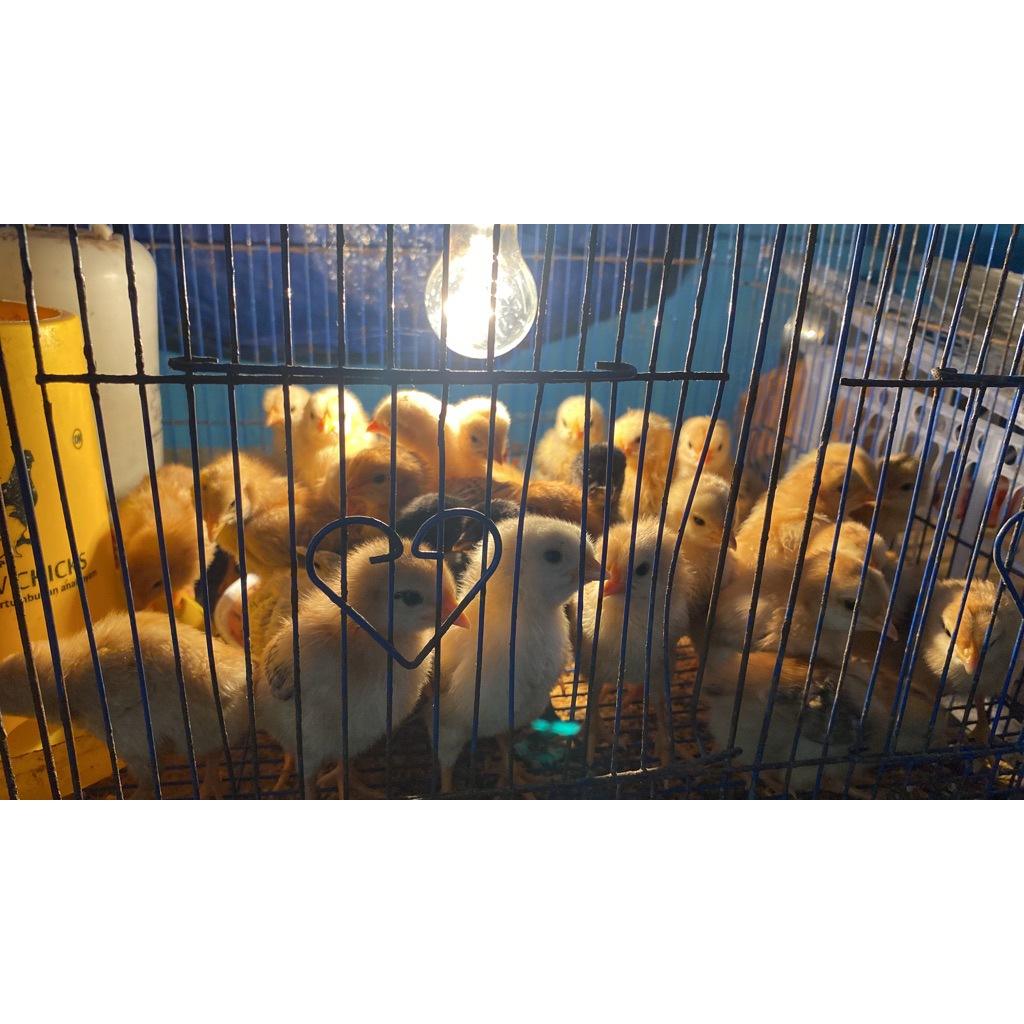 Jual Ayam Ras Petelur Terlengkap & Harga Terbaru Juni 2026 | Shopee ...