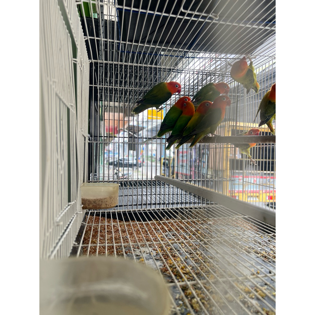 Jual Lovebird Biola Terlengkap & Harga Terbaru Juni 2026 | Shopee Indonesia