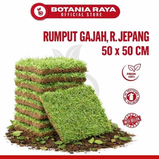 Jual BOTANIA RAYA Rumput Gajah Mini Siap Tanam / Rumput Jepang / 1m² ...