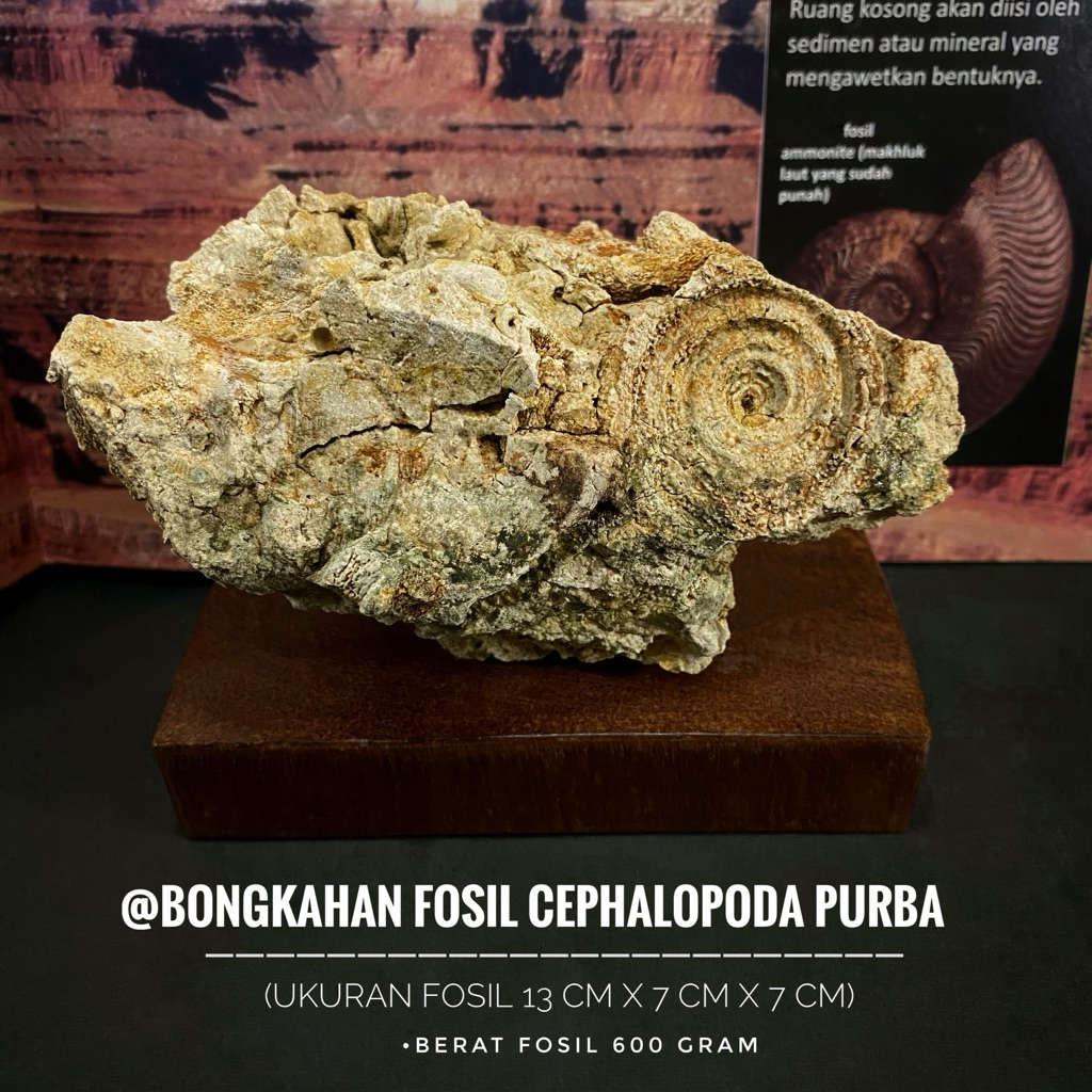 Jual Bongkahan Fosil Cephalopoda Purba Natural C21 atau Fosil Molusca ...