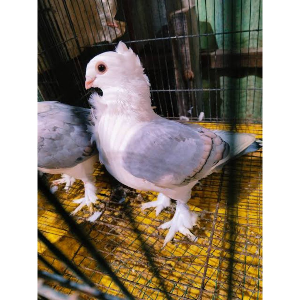 Jual Merpati Hias Terlengkap & Harga Terbaru Juni 2026 | Shopee Indonesia
