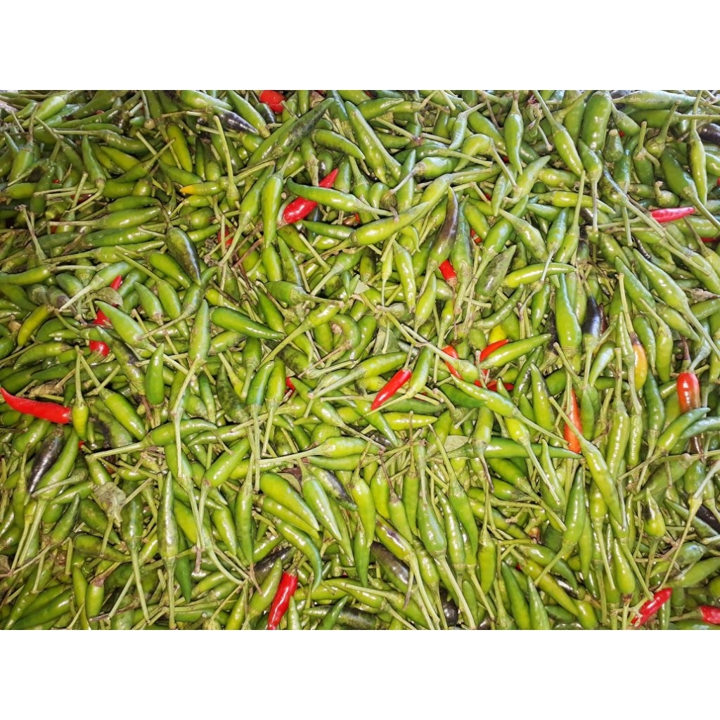 Jual Cabe Hijau Rawit Japlak Caplak 1Kg - Pedas Segar dan Tahan Lama ...