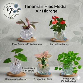 Jual Tanaman Hias Air Dalam Vas Kaca Bulat Dengan Hidrogel Paket ...