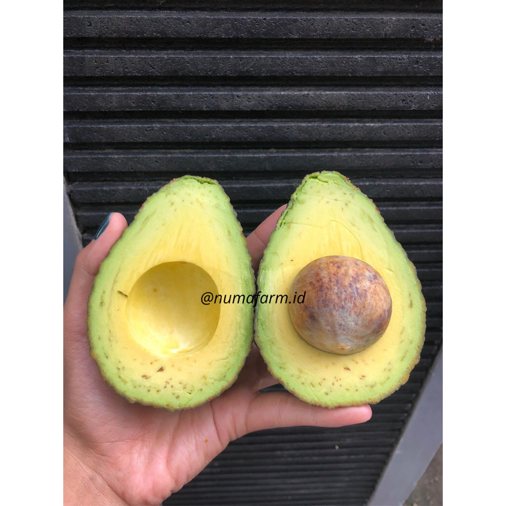 Jual Alpukat Hass Terlengkap & Harga Terbaru Mei 2026 | Shopee Indonesia