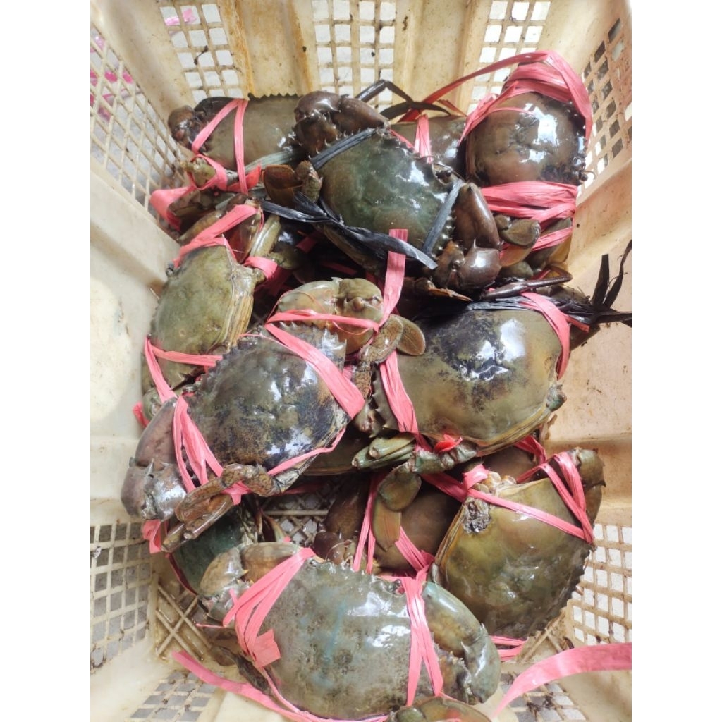 Jual Kepiting mati 1kg (isi 2-5 ekor) (fresh frozen) | Shopee Indonesia