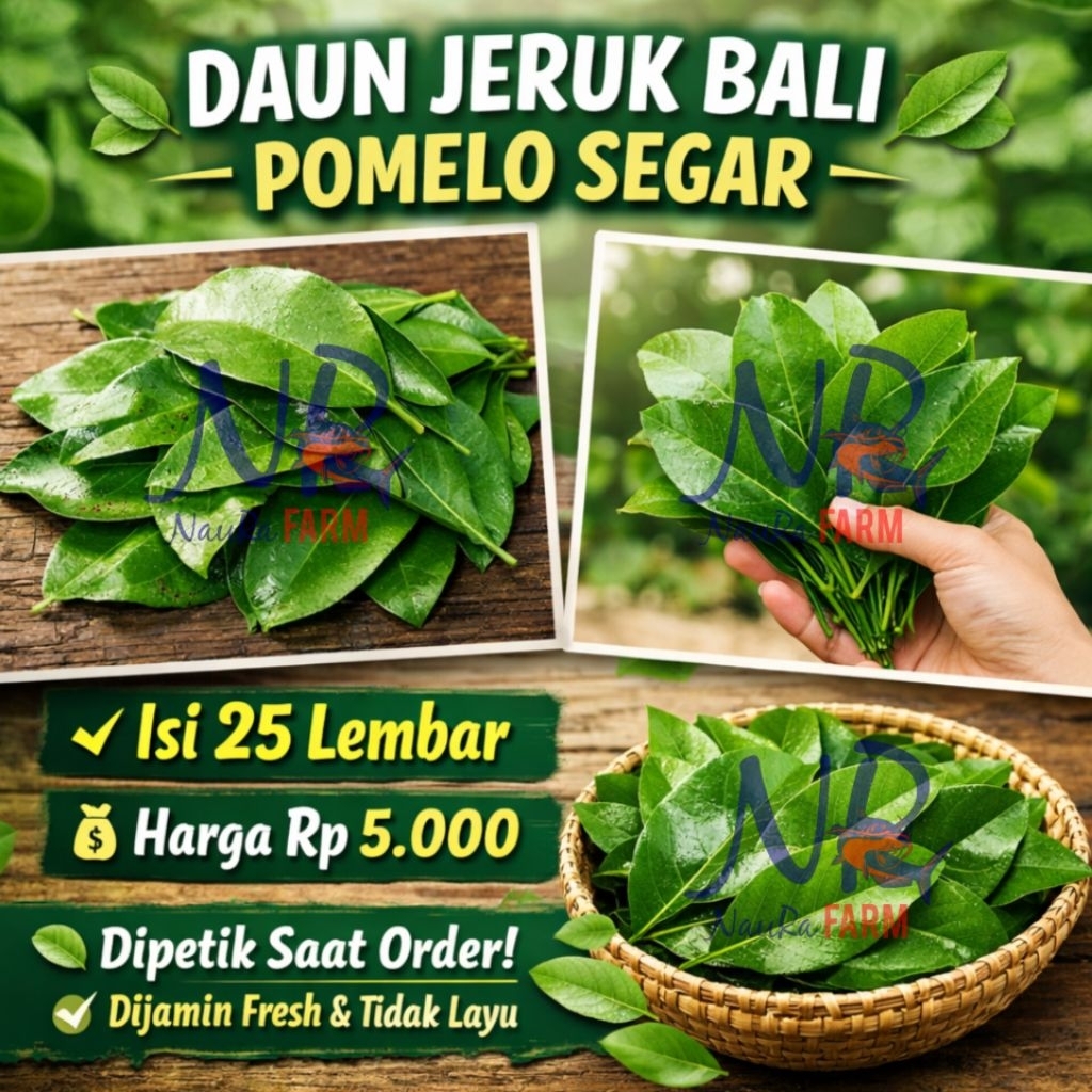 Jual 25 lembar Daun Jeruk Bali / Pomelo Herbal Segar 100% Petik saat ...