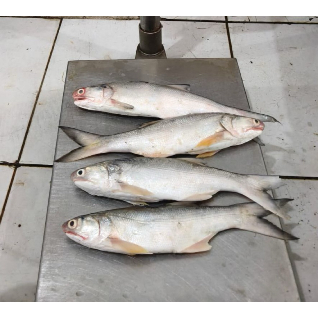 Jual Ikan Senangin Terlengkap & Harga Terbaru Mei 2026 | Shopee Indonesia
