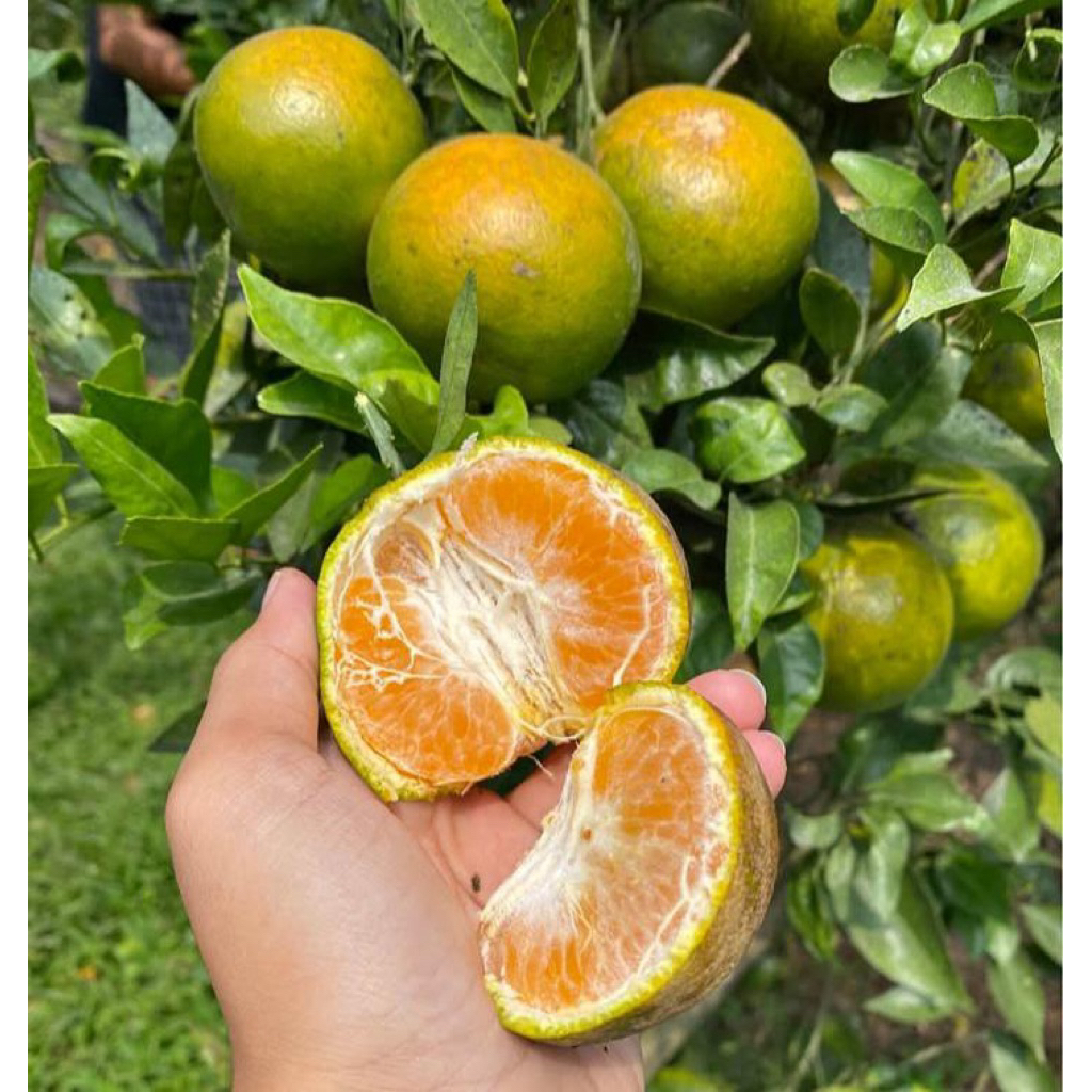 Jual Jeruk Siam Madu Terlengkap & Harga Terbaru Juni 2026 | Shopee ...