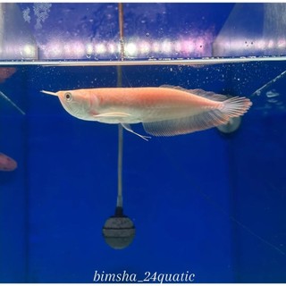 Jual ARWANA ALBIN0 14-15CM MATA MERAH BERGARANSI BISA COD TERMURAH ...