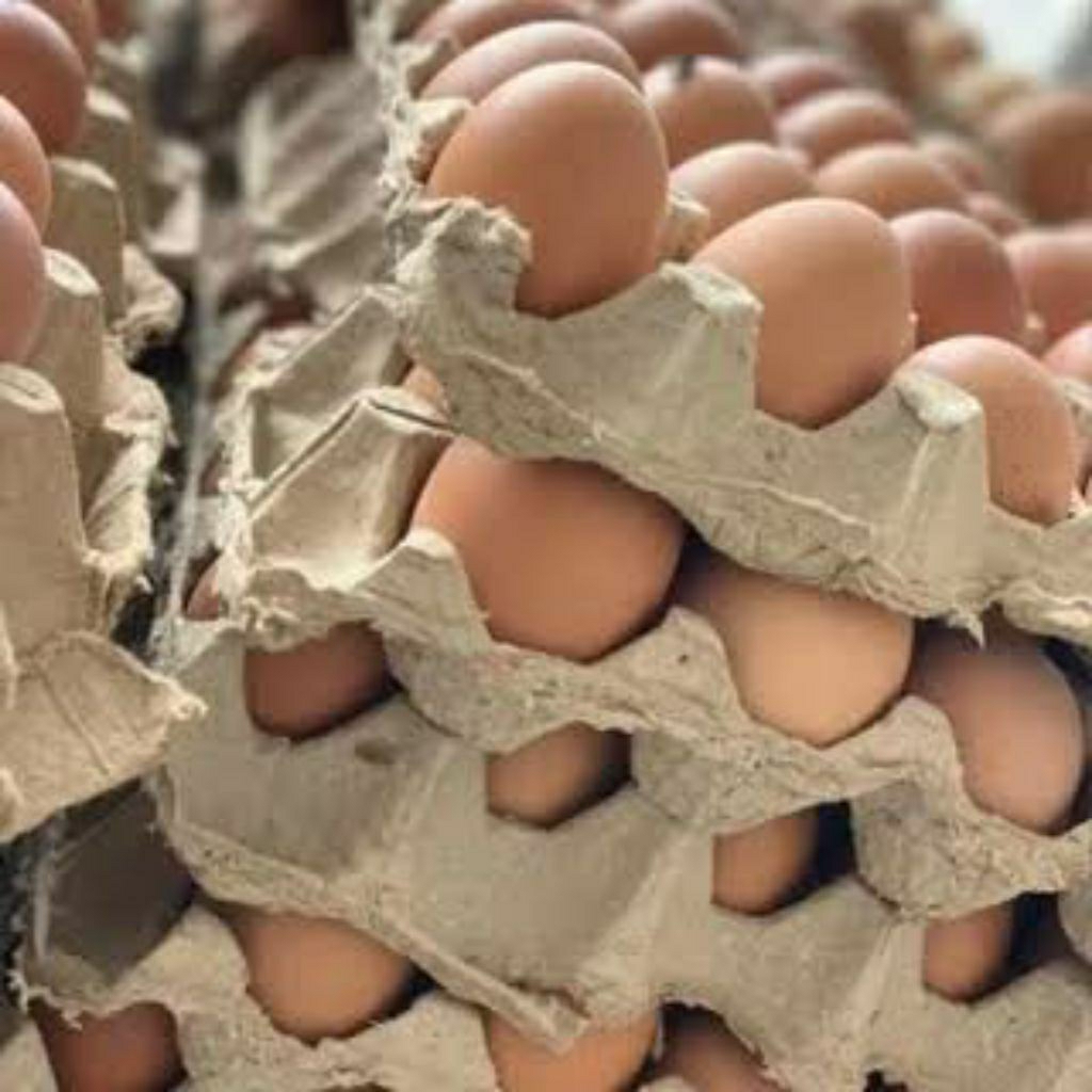 Jual Harga Telur Ayam 1 Kg Terlengkap & Harga Terbaru Mei 2026 | Shopee ...