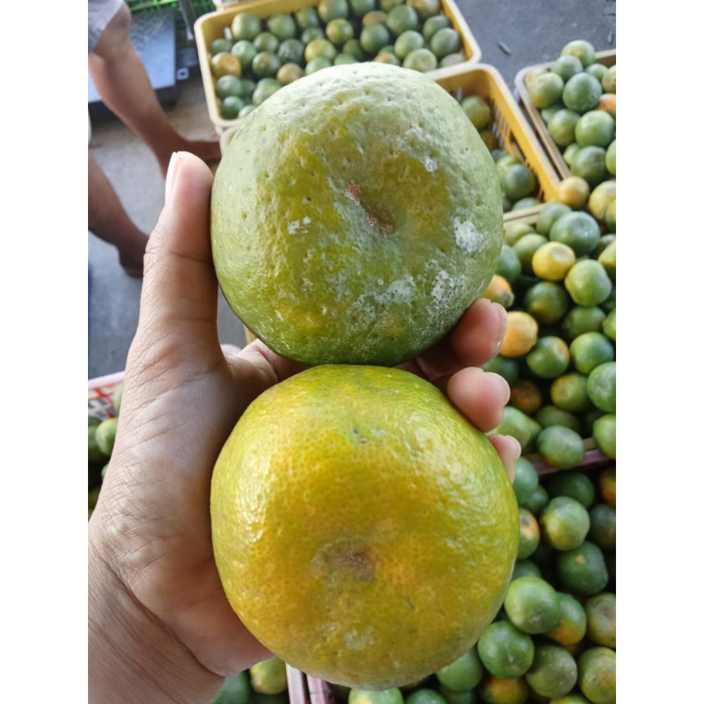 Jual Jeruk Siam Madu Terlengkap & Harga Terbaru Juni 2026 | Shopee ...
