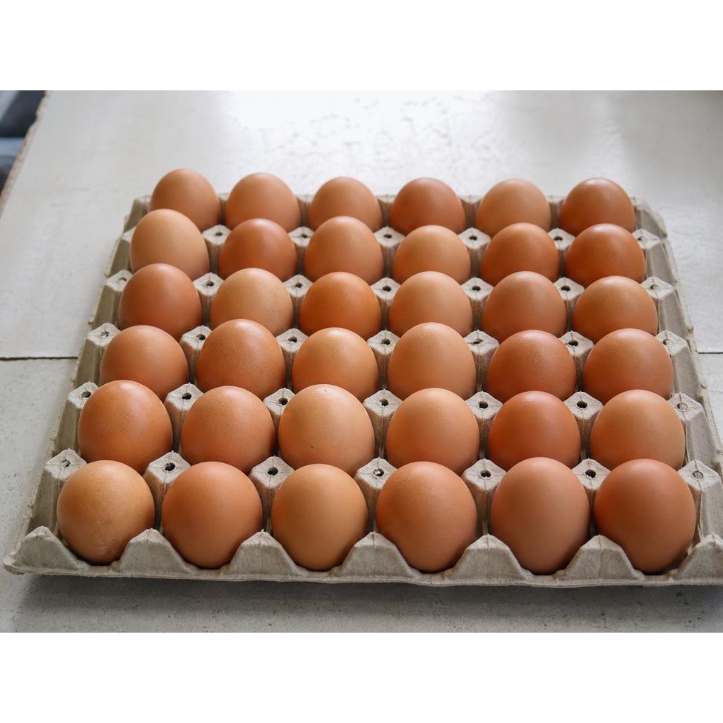 Jual Telur Ayam horn | Shopee Indonesia