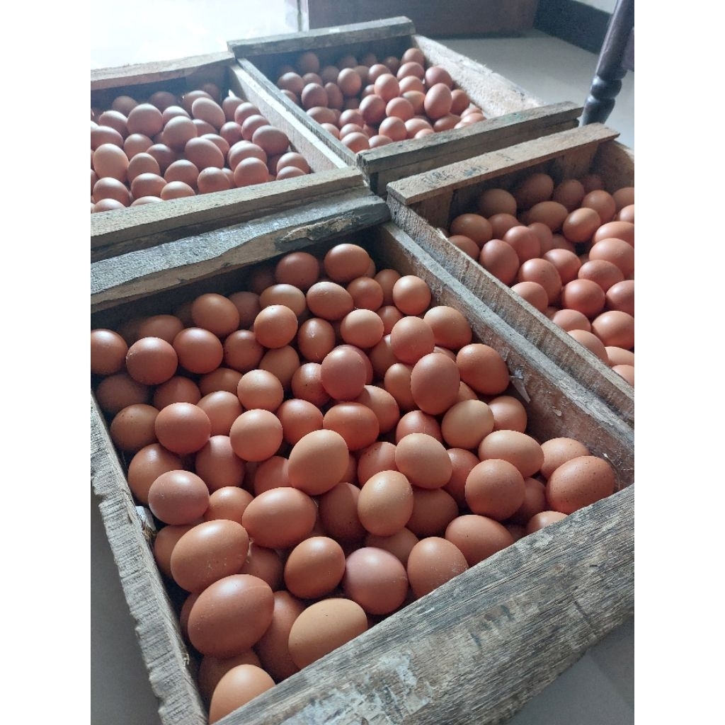 Jual Telur Ayam Horn 1kg Fresh Pengiriman Instan | Shopee Indonesia