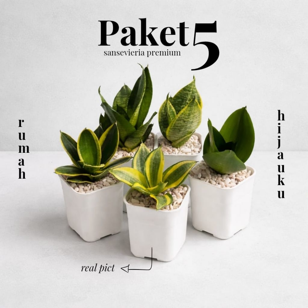 Jual Paket 3 & 4 Sansevieria Premium | Tanaman Hias Indoor | Include ...