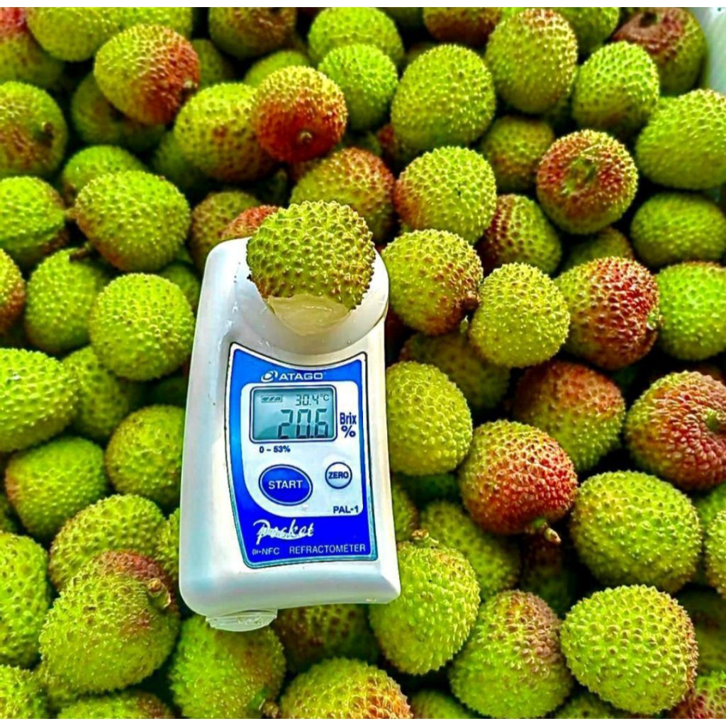 Jual Buah Leci Terlengkap & Harga Terbaru Mei 2026 | Shopee Indonesia