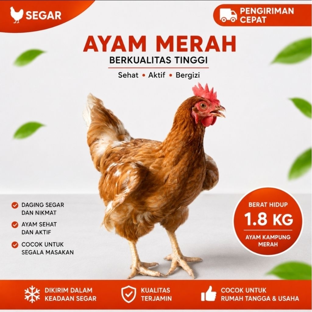 Jual Afkir Ayam Petelur Terlengkap & Harga Terbaru Mei 2026 | Shopee ...