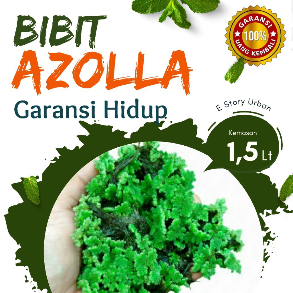 Jual Bibit Azolla Super Pakan Ternak Unggas Ikan Ayam Bebek & Pupuk ...