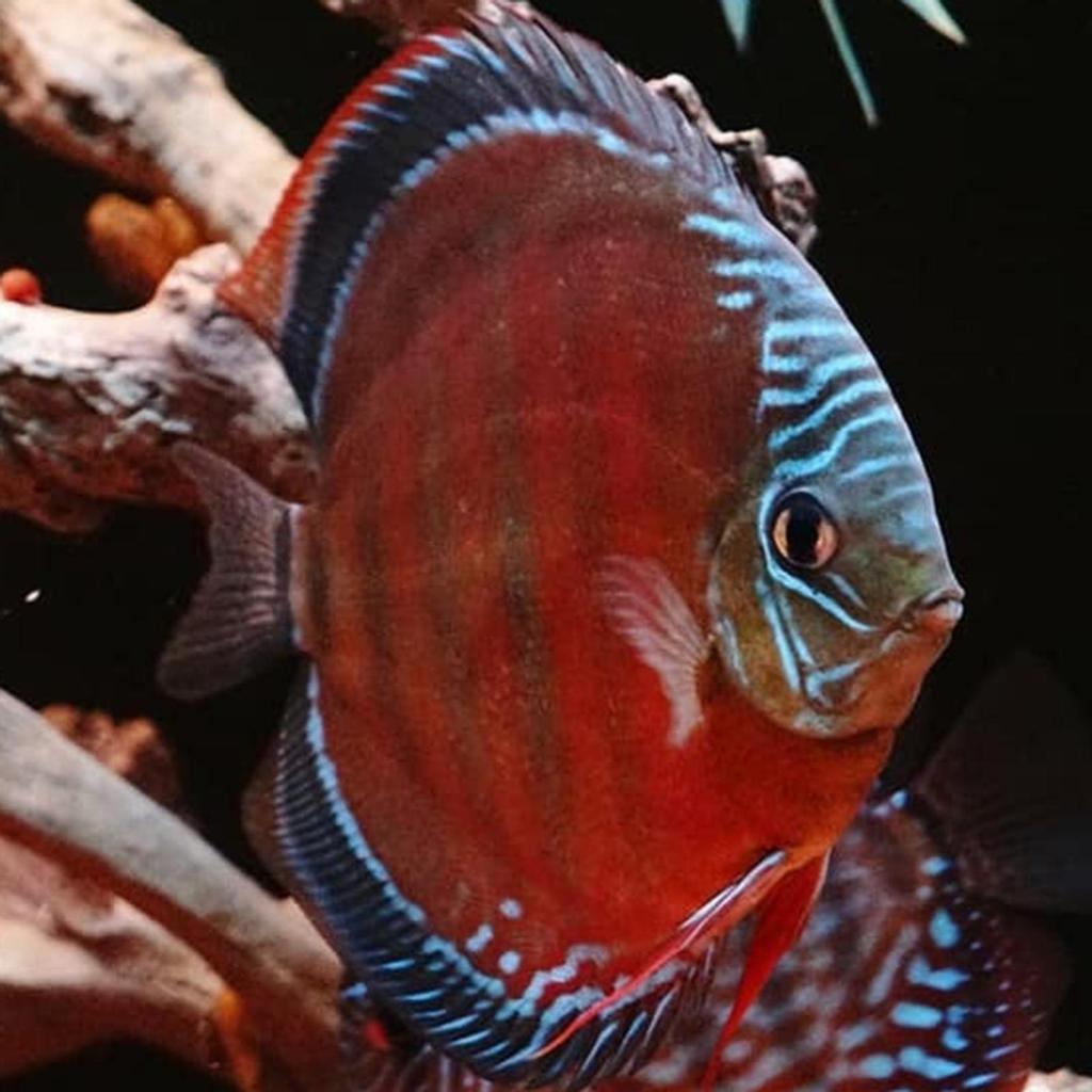 Jual Pilihan - Discus Alenquer Hias Aquarium Ukuran 2.5 Inch (Bogor ...