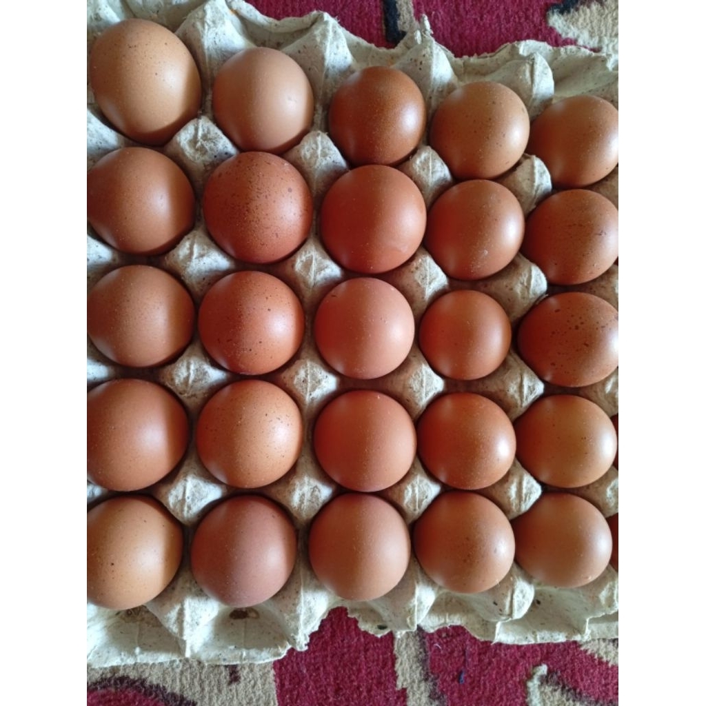 Jual Telur Ayam Horn + ---1 KG | Shopee Indonesia