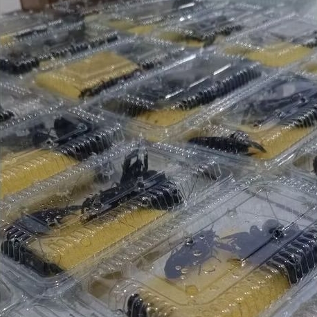 Jual Bibit Lobster Air Tawar Terlengkap & Harga Terbaru Juni 2026 ...