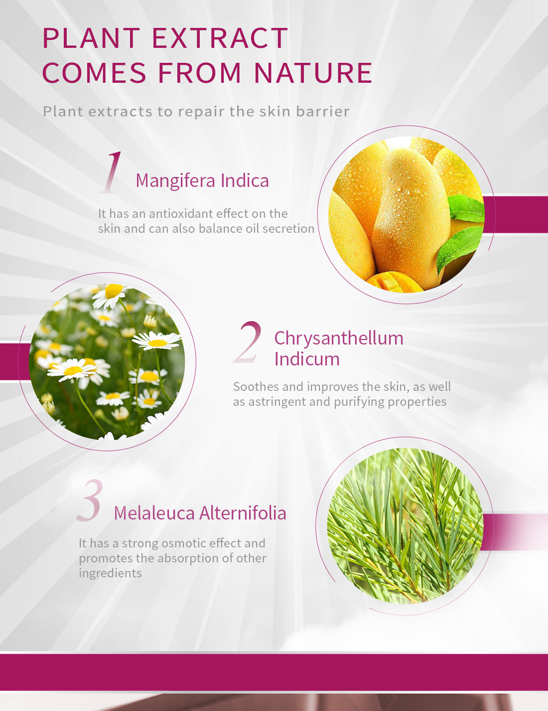 Jual RtopR Mangga Penghilang Komedo Masker Membersihkan Pori-pori ...