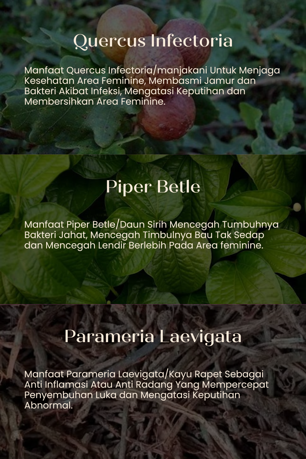 Jual CANTIQMU Sabun Manjakani - Pembersih Area Kewanitaan Wangi Kesat ...