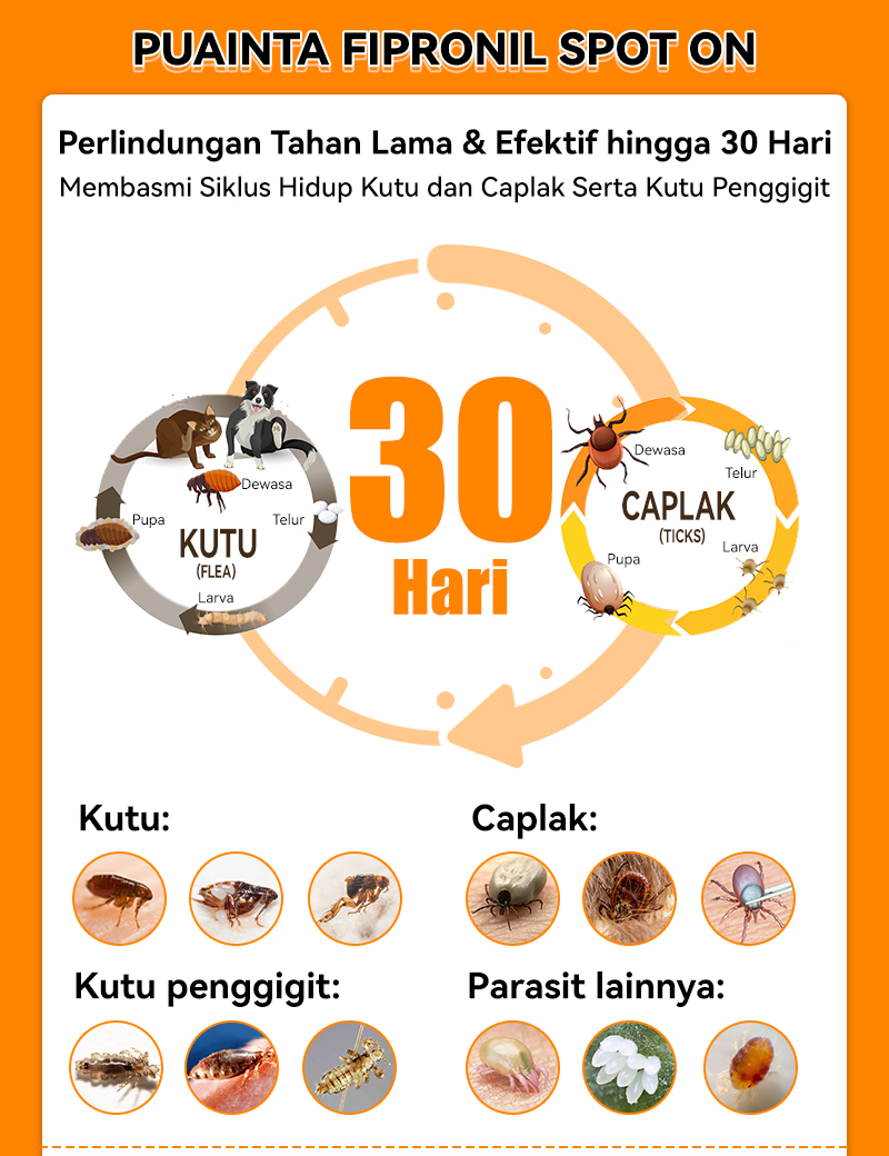 Jual PUAINTA Obat Kutu Kucing Anjing Obat Anti Kutu Dan Kutu Obat ...