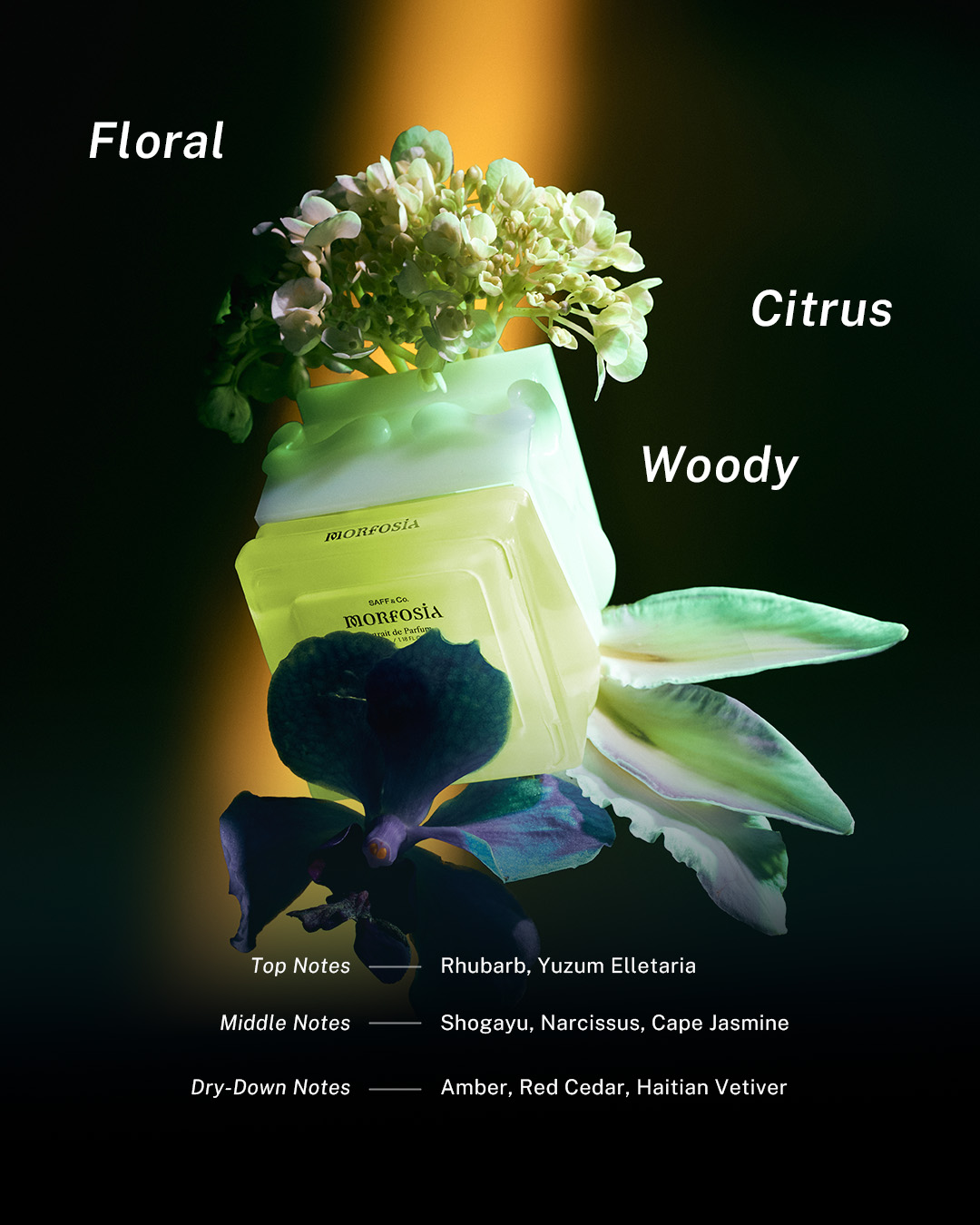 Jual SAFF & Co. Extrait de Parfum - MORFOSIA | Shopee Indonesia