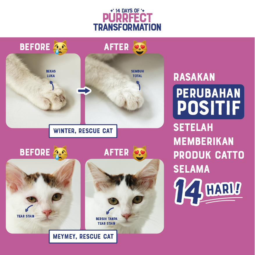 Jual Catto Cat Food - Kitten Starter Pack Bundle 50gr x 10 pcs ...