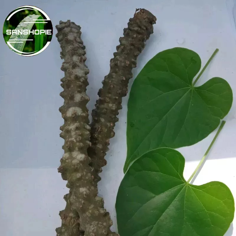 Jual Batang Batrawali Patrawali Per batang | Shopee Indonesia