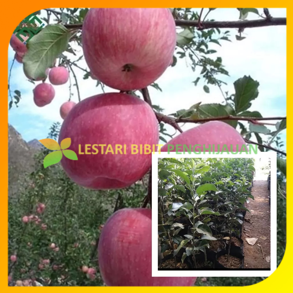Jual Bibit Apel Pink Honey Hasil Okulasi Siap Berbuah | Shopee Indonesia