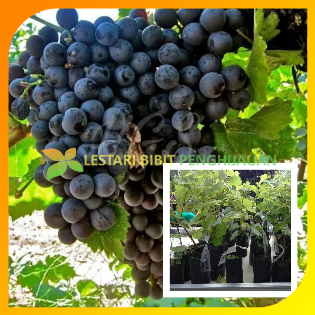Jual Bibit Anggur Caroline Black Rose Original | Shopee Indonesia