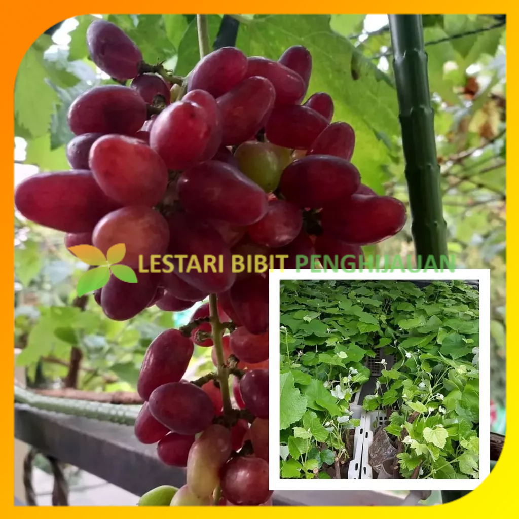 Jual Bibit Anggur Import Taldun Hasil Grafting Cepat Berbuah | Shopee ... Jual Bibit Anggur Import Taldun Hasil Grafting Cepat Berbuah | Shopee ...
