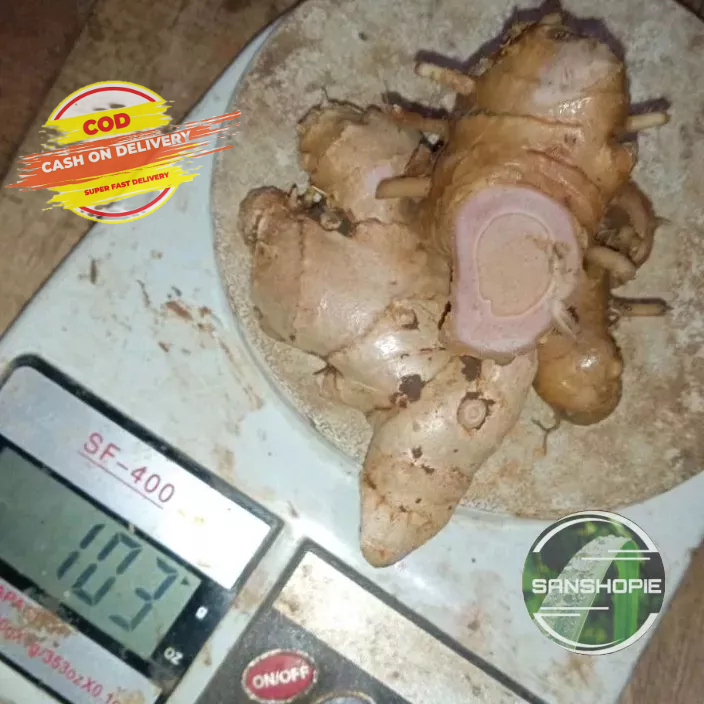 Jual Rimpang Bangle Temu Hitam Atau Panglai hitam 100 gram | Shopee ...