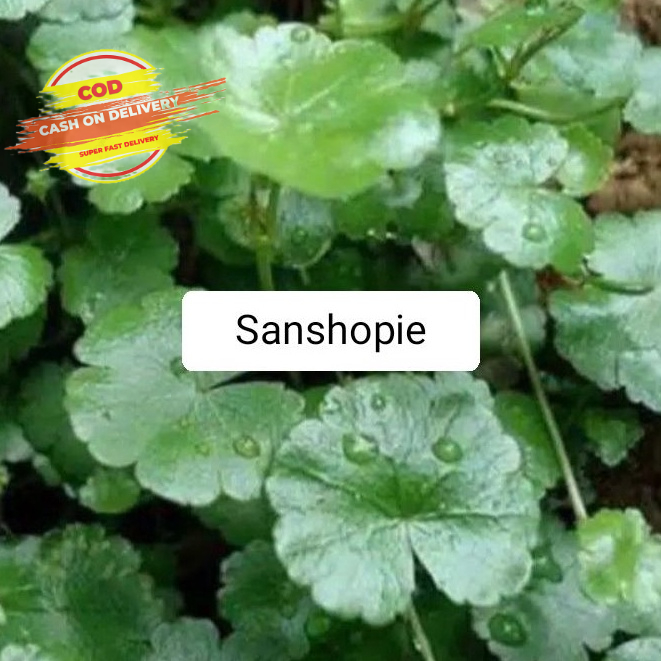 Jual Daun pegagan kecil daun antanan sawah antanan berit 250 Gram ...
