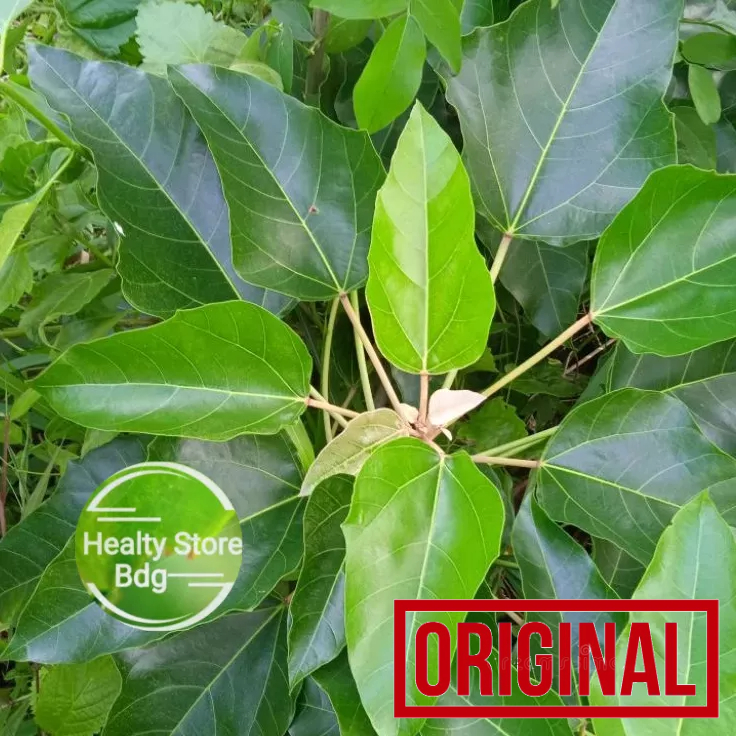 Jual Daun kemiri atau muncang segar per 1 kg | Shopee Indonesia