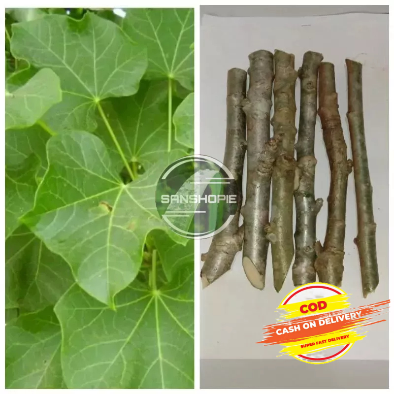 Jual Stek Batang Bibit Benih Pohon Jarak Pagar 6 Batang | Shopee Indonesia