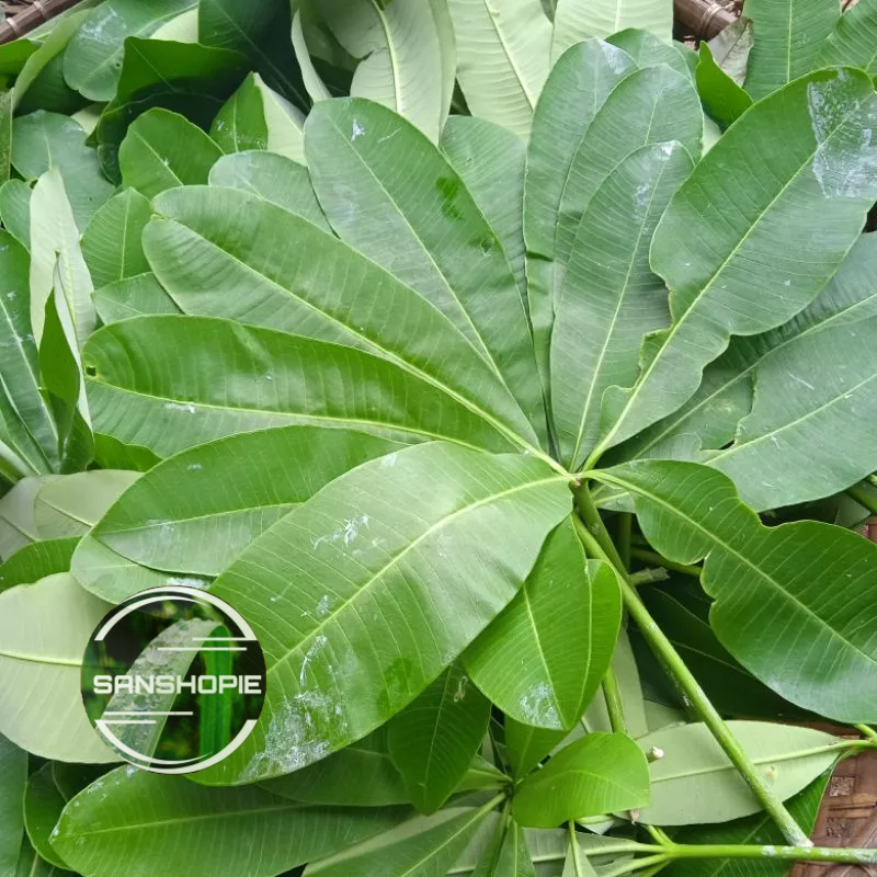 Jual Daun pule atau lame segar 1 Kg | Shopee Indonesia