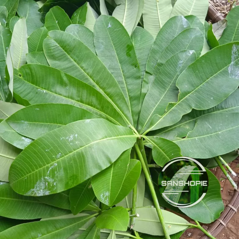 Jual Daun pule atau lame segar 500 gram | Shopee Indonesia