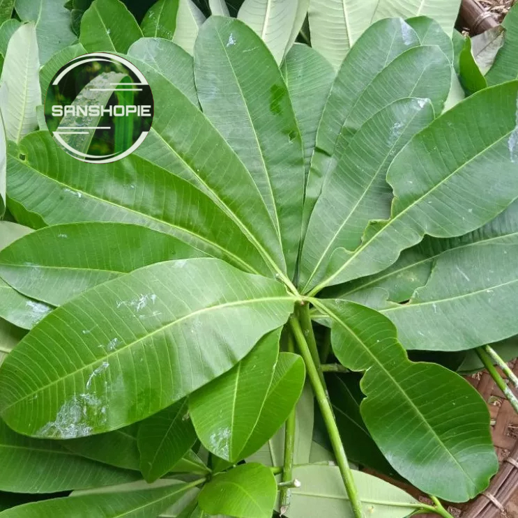 Jual Daun pule atau lame Segar Petik Langsung 250 gram | Shopee Indonesia