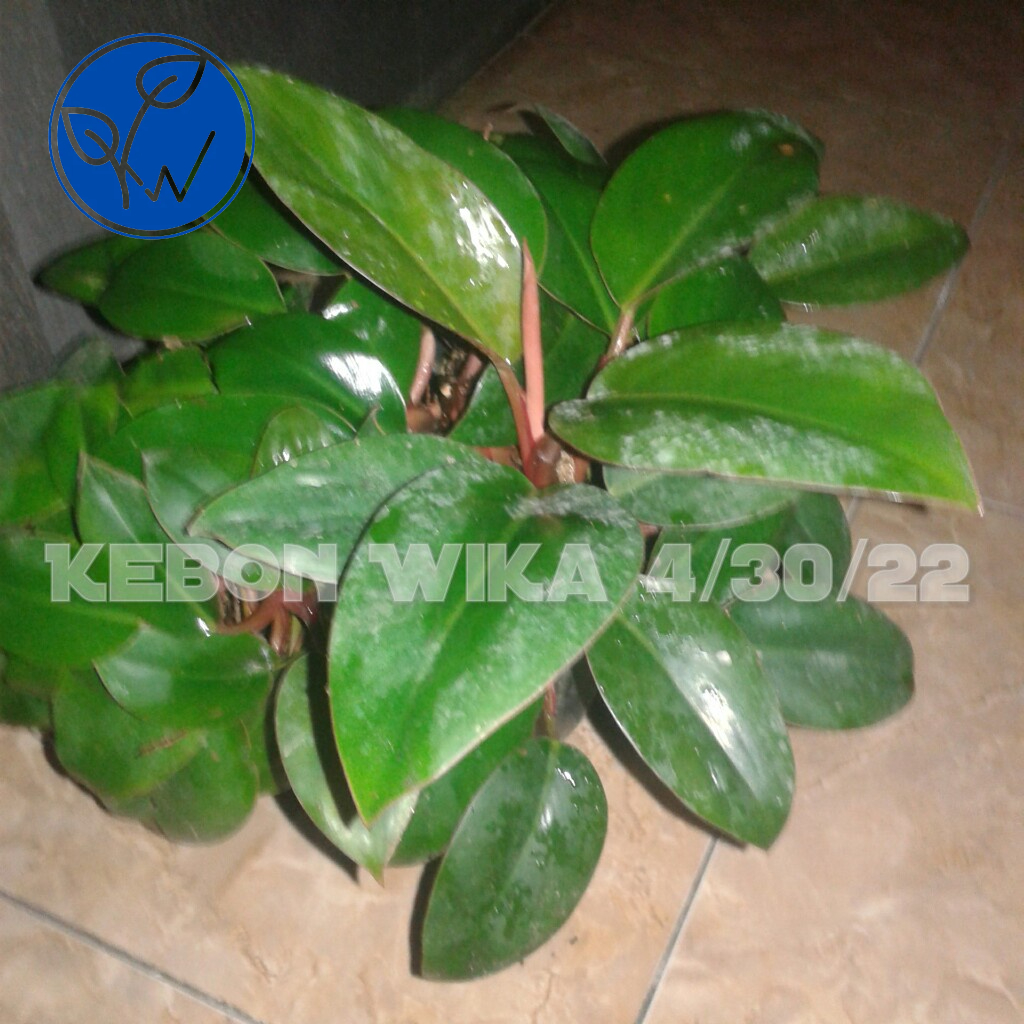 Jual Philodendron Congo Compacta Philo Compact red philo mini | Shopee ...