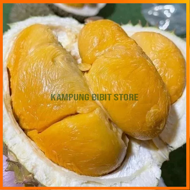 Jual Bibit Durian Duri Hitam / bibit durian Ochee hasil okulasi ...