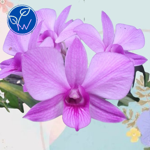 Jual Anggrek Jadul merakyat rajin dan mudah berbunga dendrobium L4r4t ...