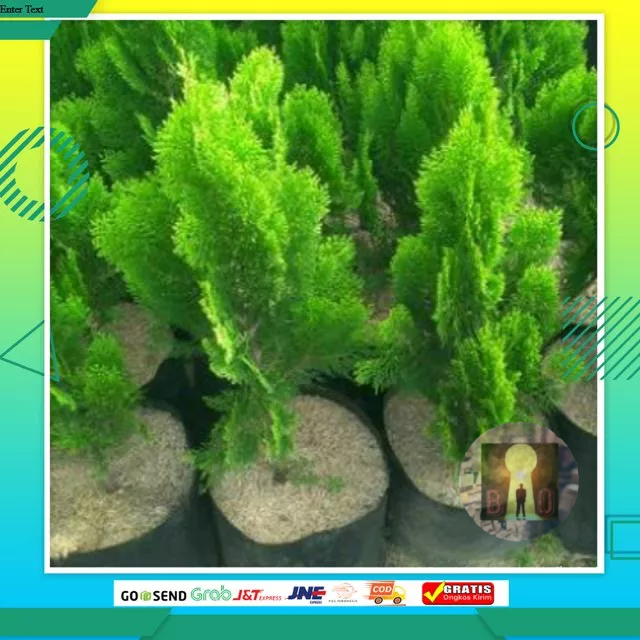 Jual Cemara kipas tanaman hias rimbun | Shopee Indonesia