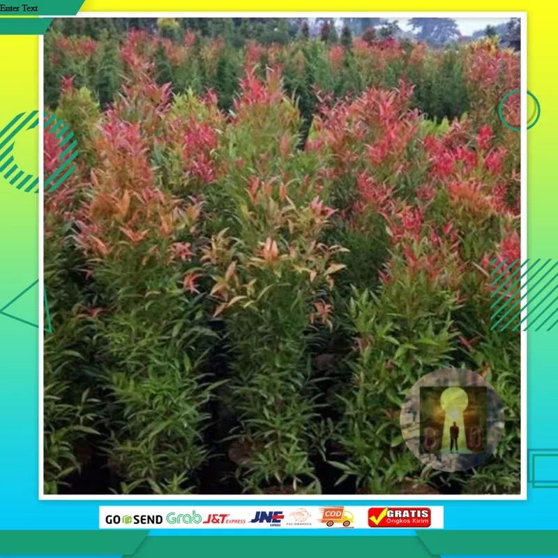 Jual Tanaman hias pohon pucuk merah tinggi 50-70 cm daun rimbun ujung ...