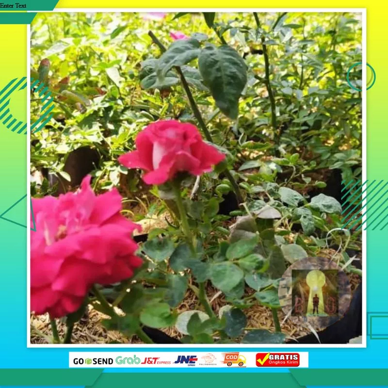 Jual bunga mawar merah tanaman hias hidup Semarang Jawa Tengah jateng ...
