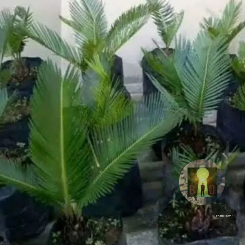 Jual palem sikas mawar jambe tanaman hias 4 daun murah | Shopee Indonesia