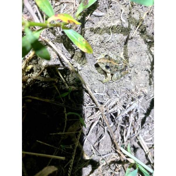 Jual katak sawah - katak kecil - umpan pancing - makanan reptil ...