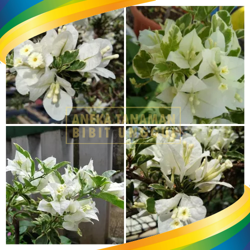 Jual Bibit Bougenville Putih Variegata ( Bunga Kertas ) | Shopee Indonesia